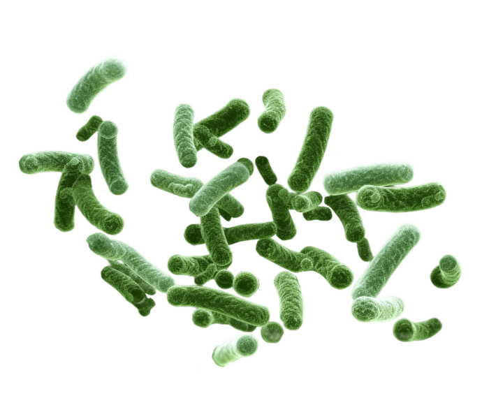 Bacteria - the-one.world